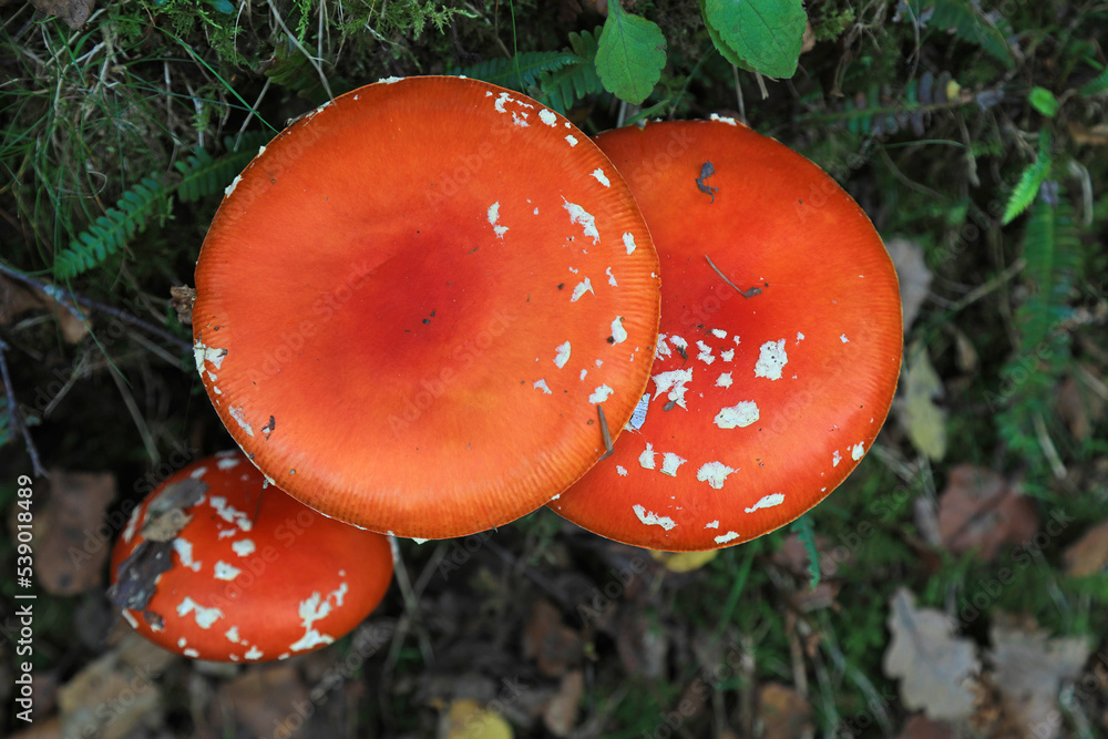hongo seta amanita muscaria mata moscas alucinógena no comestible país ...