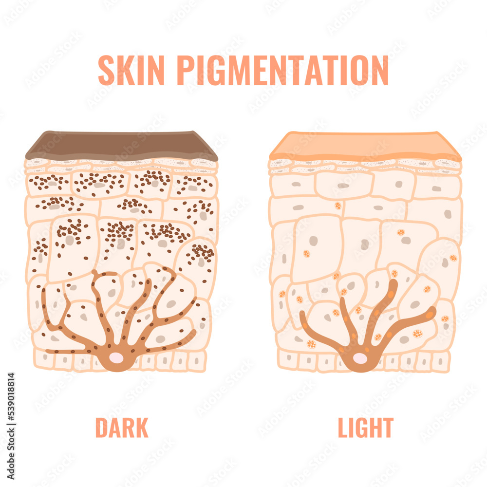 Skin Pigment Melanin