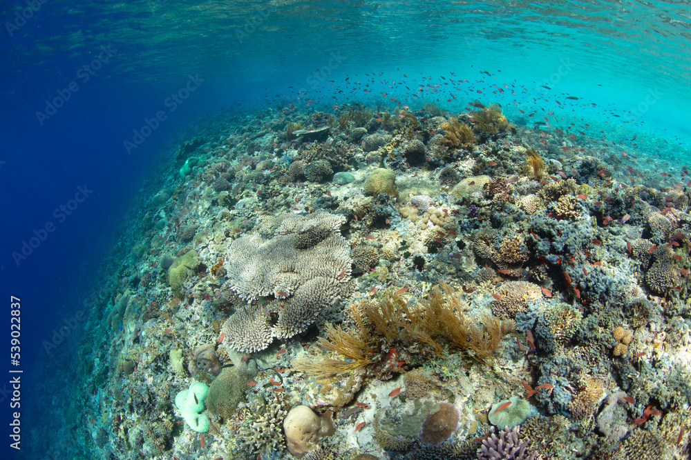 An incredible coral reef grows in the shallows near a remote island in ...