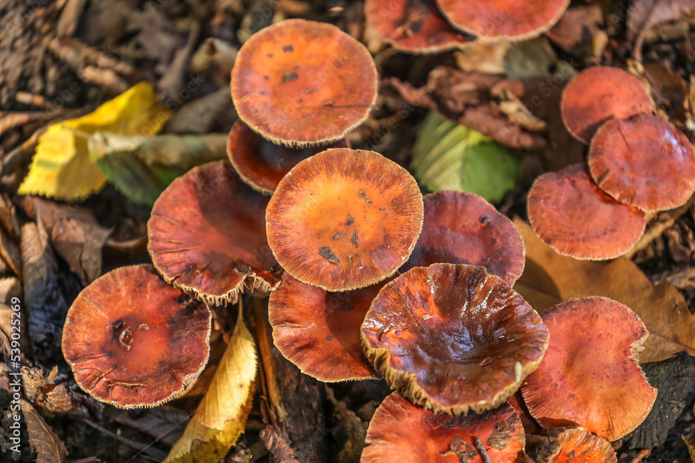 Leratiomyces ceres, commonly known as the Redlead Roundhead, is ...