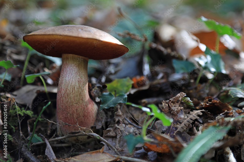 hongo seta boletus erythropus comestible país vasco 4M0A4434-as22 Stock ...