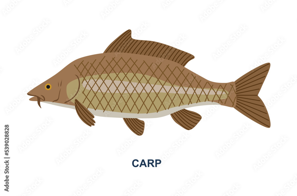 River or sea fish. Sticker with large brown carp with checkered scales ...