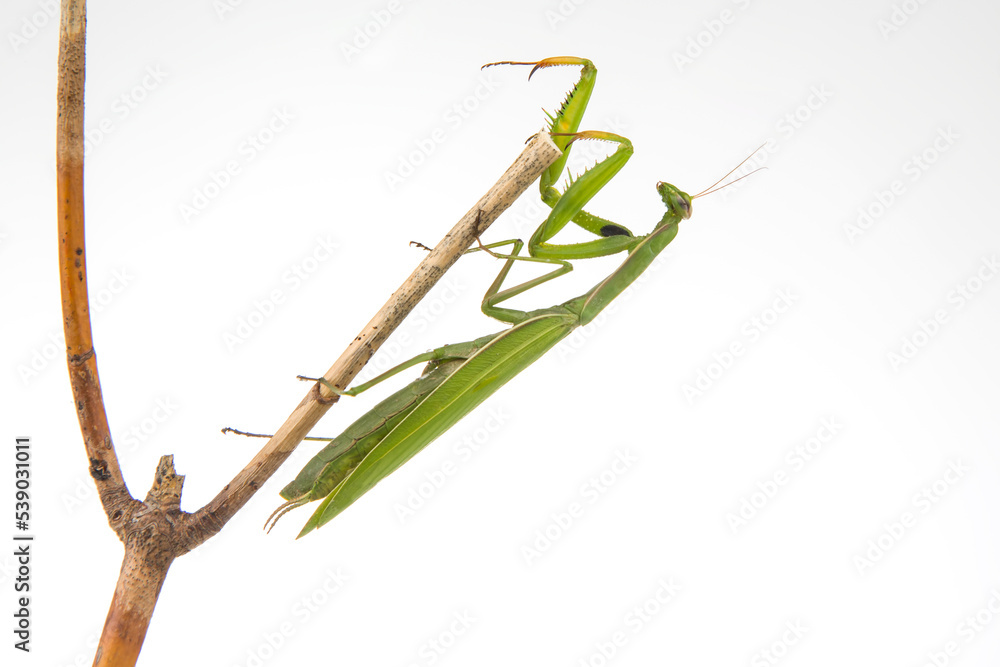 green praying mantis sits on a tree branch on a white background ...