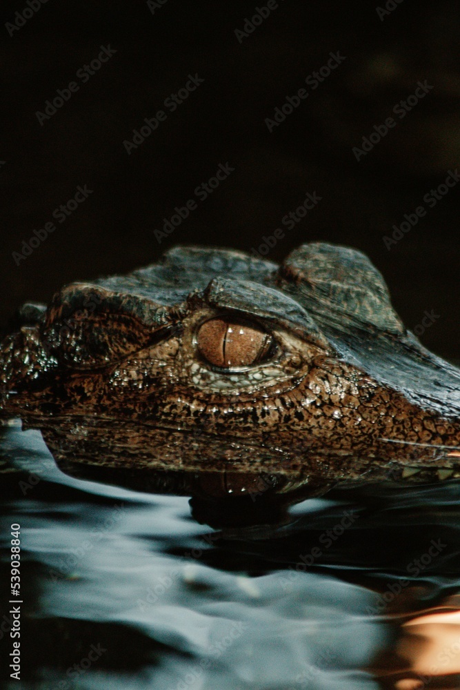 Vertical side closeup of Cuvier's dwarf caiman head on the dark ...