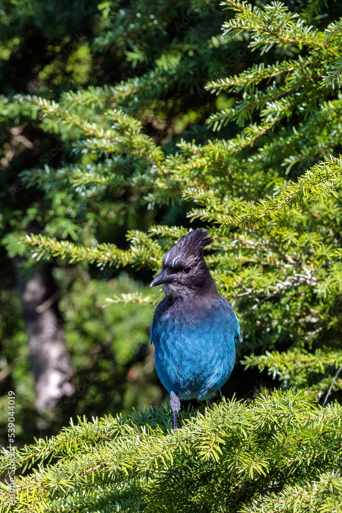 Steller's jay bird on the branch of conifer tree, this bird native to ...