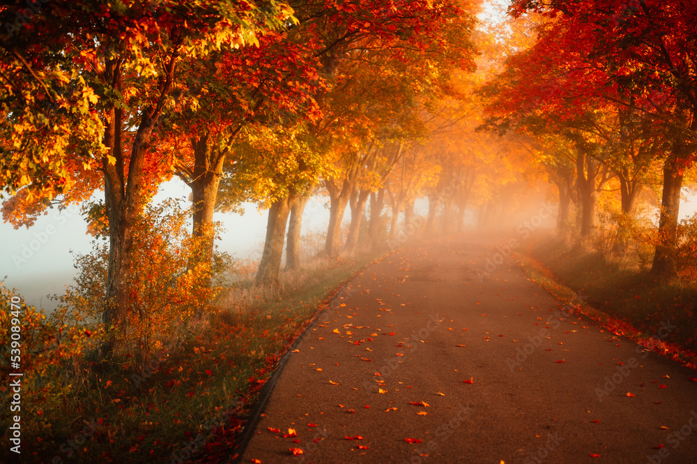 Autumn forest road leaves fall in ground landscape on autumnal ...