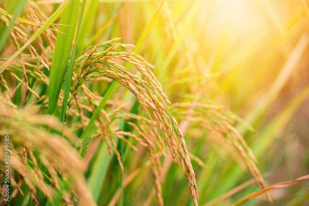 Rice farm, Rice field, Rice paddy in thailand, rice field in Beautiful ...