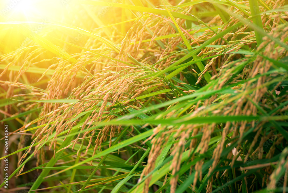Rice farm, Rice field, Rice paddy in thailand, rice field in Beautiful ...