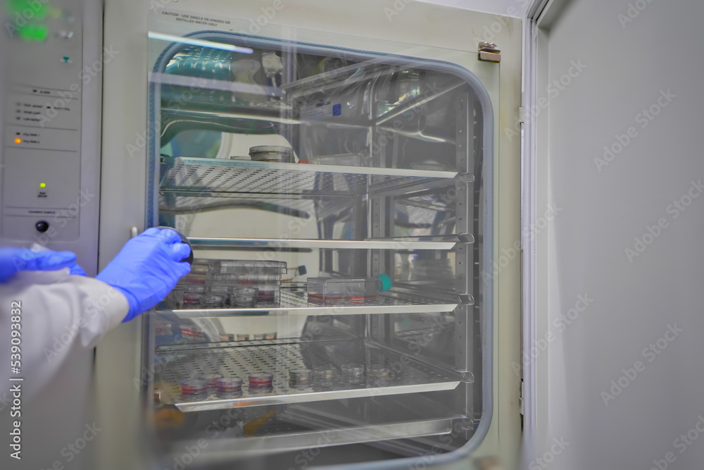 The researcher open the incubator cabinet to keep cell culture in the ...