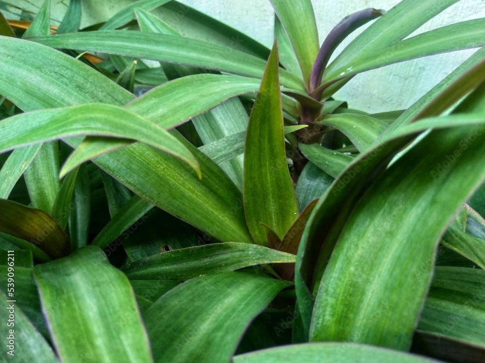 Daun Adam hawa (Rhoeo discolor) leaves are one of the plants that are ...