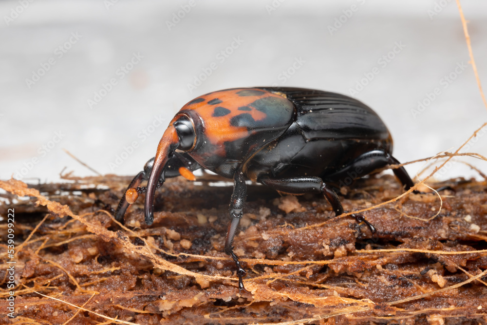 Red palm weevil or Red-stripes palm weevil on the coconut bract. Asian ...