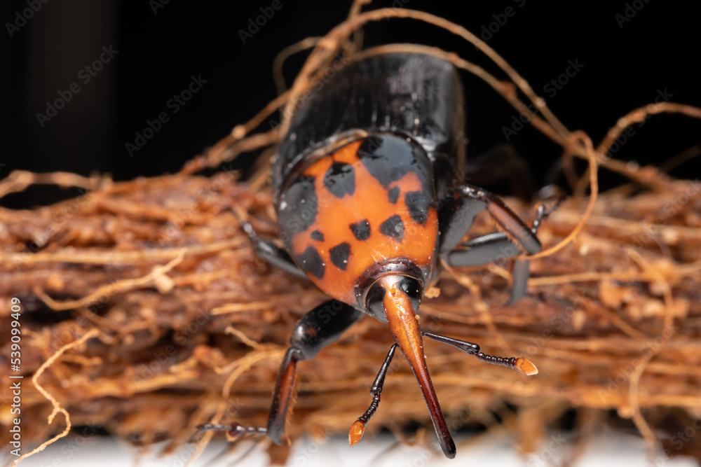 Red palm weevil or Red-stripes palm weevil on the coconut bract. Asian ...