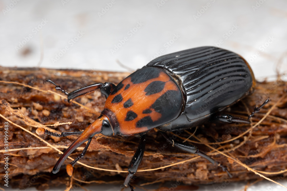 Red palm weevil or Red-stripes palm weevil on the coconut bract. Asian ...