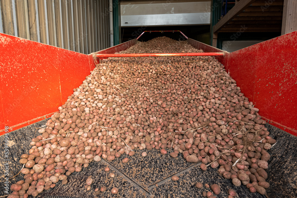 Zdjęcie Stock: Déchargement de pommes de terre dans la trémie de réception. Variété Manitou ...