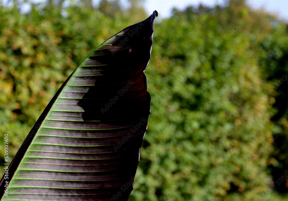 garden, botany banana like leaf blades of up to 5 m tall by 1 m wide ...
