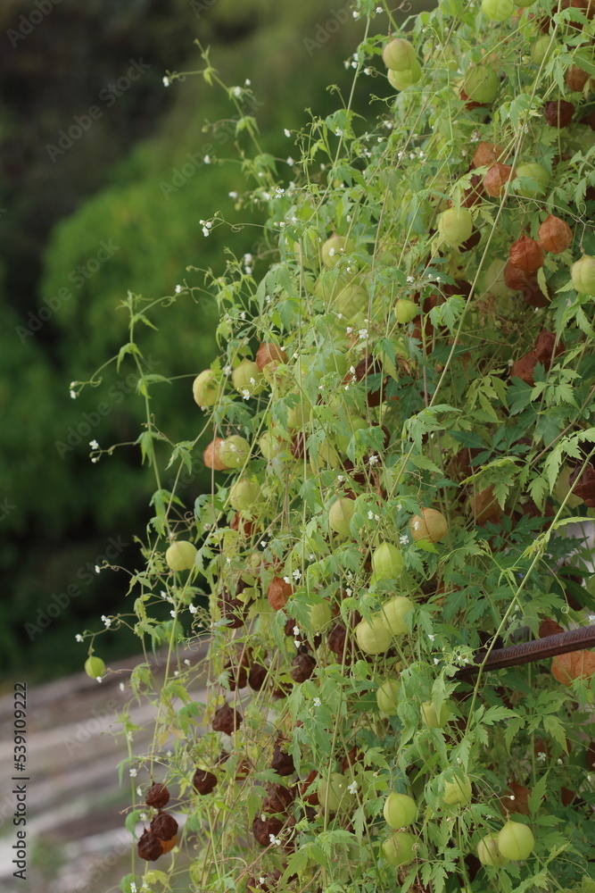 Cardiospermum halicacabum is a climbing plant known as the lesser ...