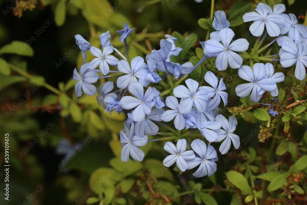 Plumbago auriculata, the cape leadwort, blue plumbago or blue plumbago ...