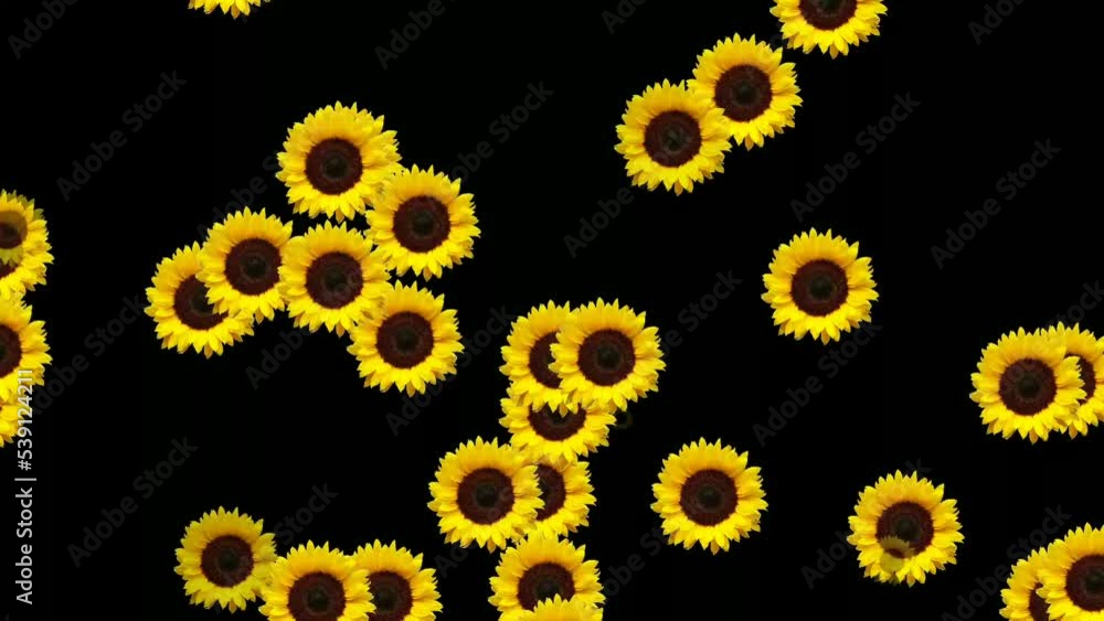 Animation of many yellow sunflowers falling from the top to the bottom ...