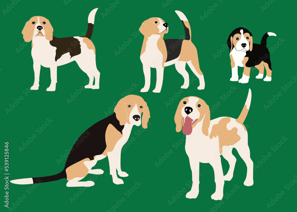 Cute cool beagle set. Collection of flat dog in various poses and ...
