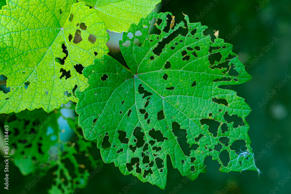 Damage to the leaves of vegetable crops by garden snails. Leaves eaten ...