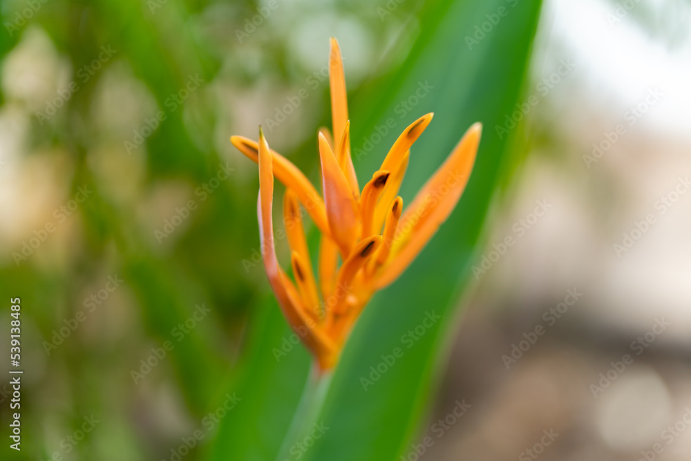 Heliconia psittacorum (Golden Torch) flowers. A beautiful and colorful ...