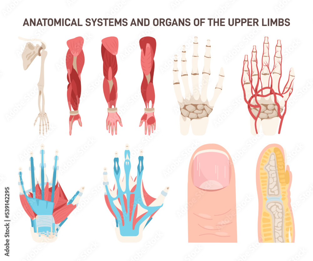 Human upper limbs different anatomical systems organs and structures ...