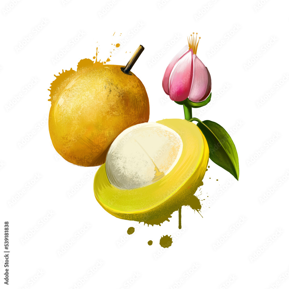 Amazonic traditional fruit bacuri. Platonia insignis, the sole species ...