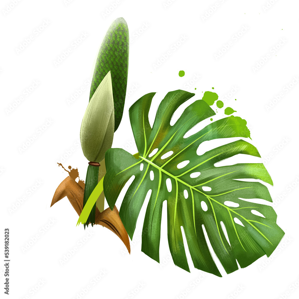 Monstera isolated on white background. Digital art. Monstera is ...