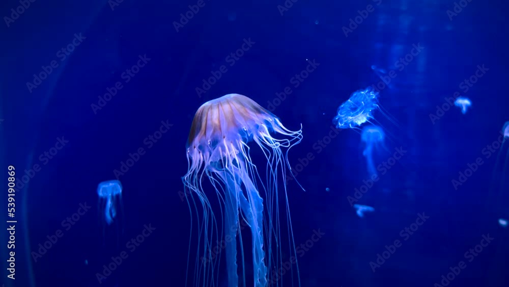 Incredible small jellyfish in macro underwater scene. Blue water world ...