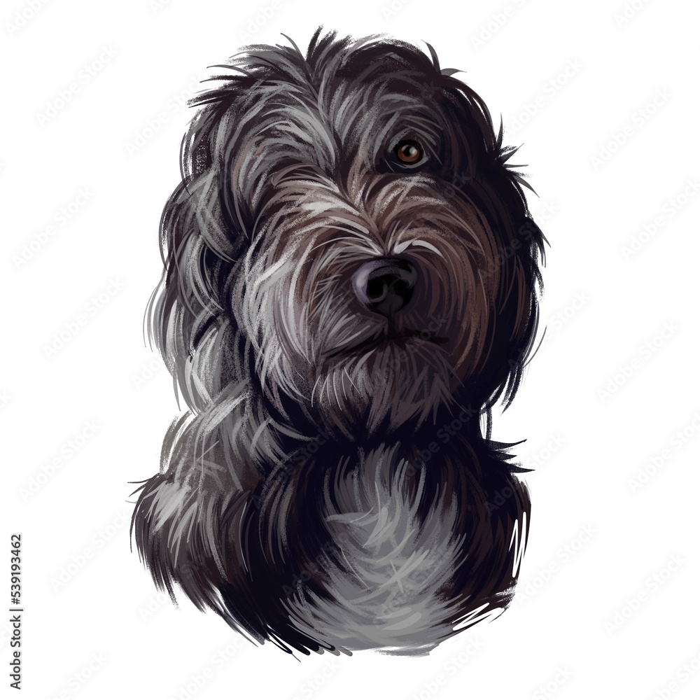 Portrait of lagotto romagnolo puppy dog digital art illustration. Water ...