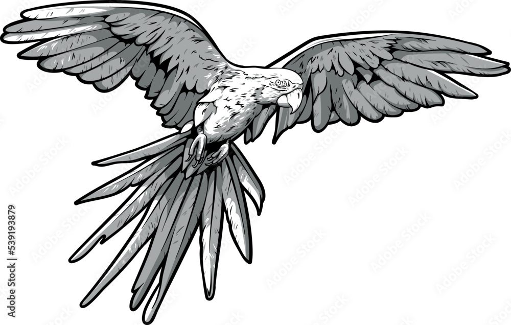 Uncolored blank realistic illustration with shadows of a flying ara ...