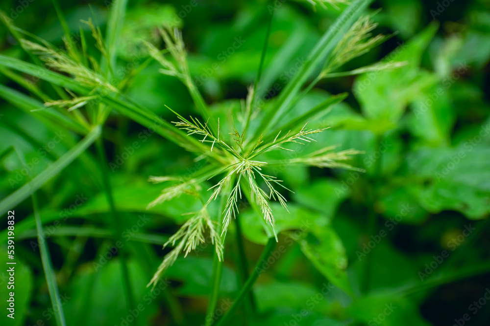 Cyperus haspan is a dwarf papyrus sedge in the Cyperaceae. It is widely ...