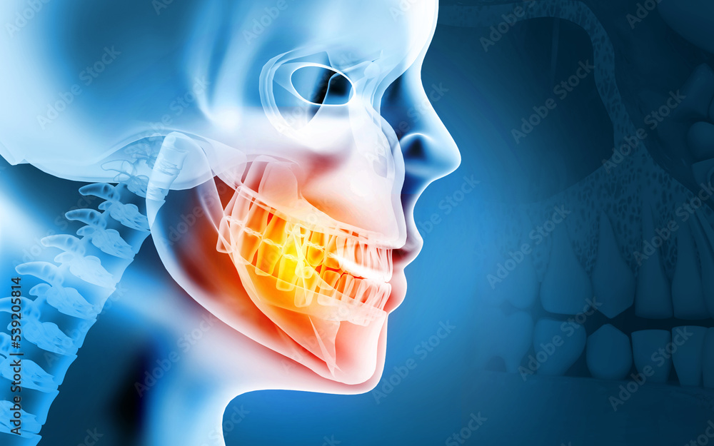 Anatomy of Maxilla and Mandible dental structure. 3d illustration ...
