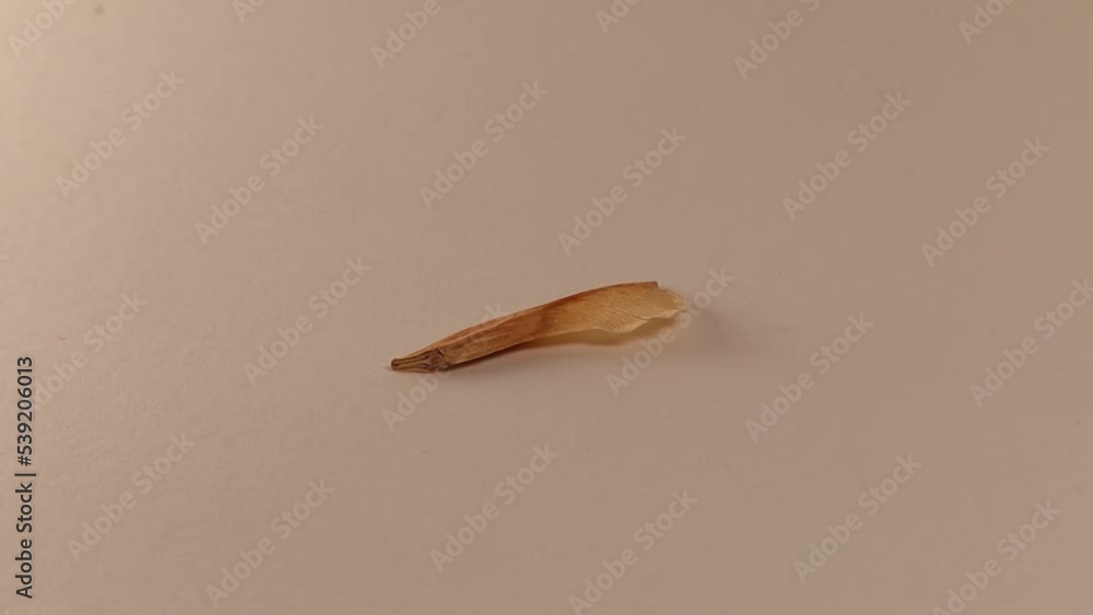 Winged mature maple seed isolated on white background. single maple ...