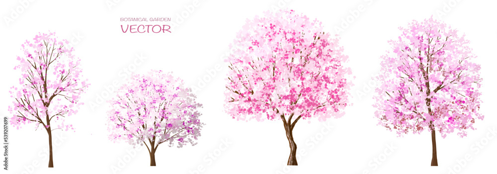 Vector of watercolor blooming flower or Sakura ,cherry tree side view ...