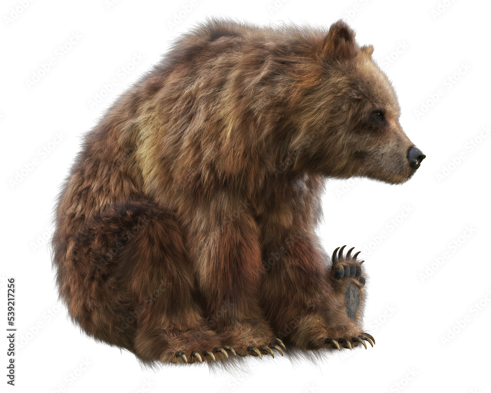 Photo & Art Print Large brown bear transparent PNG overlay. 3d ...