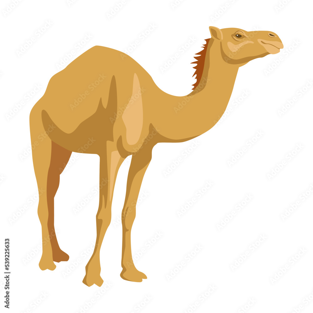 Camel side way. Wild animals with humps, caravan of dromedary in desert ...