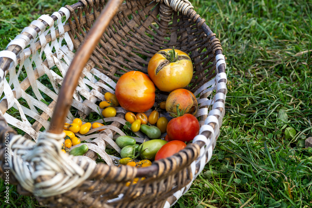 Multi colored tomatoes of various sizes in an old basket freshly picked ...