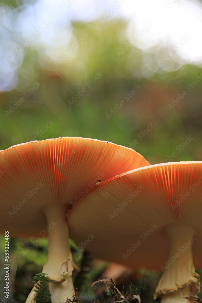 Stockfoto amanita muscaria hongo láminas vista desde abajo seta mata ...