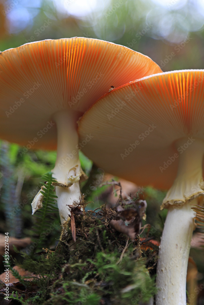 amanita muscaria hongo láminas vista desde abajo seta mata moscas ...