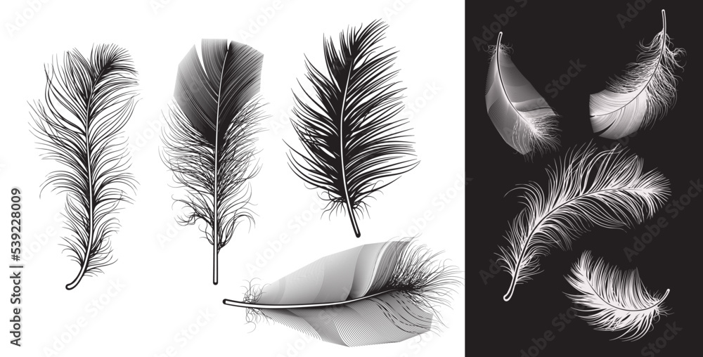 Bird Feather Clipart at Charlotte Smartt blog
