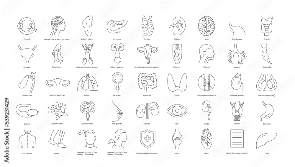 Human organs and ultrasound diagnostics of internal abdominal organs ...