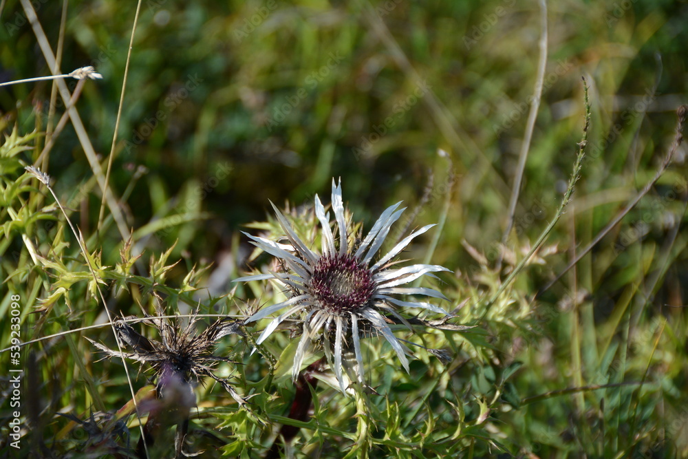 Silberdistel ( Carlina acaulis ) mit Ihrer sternförmiger Blattrosette ...