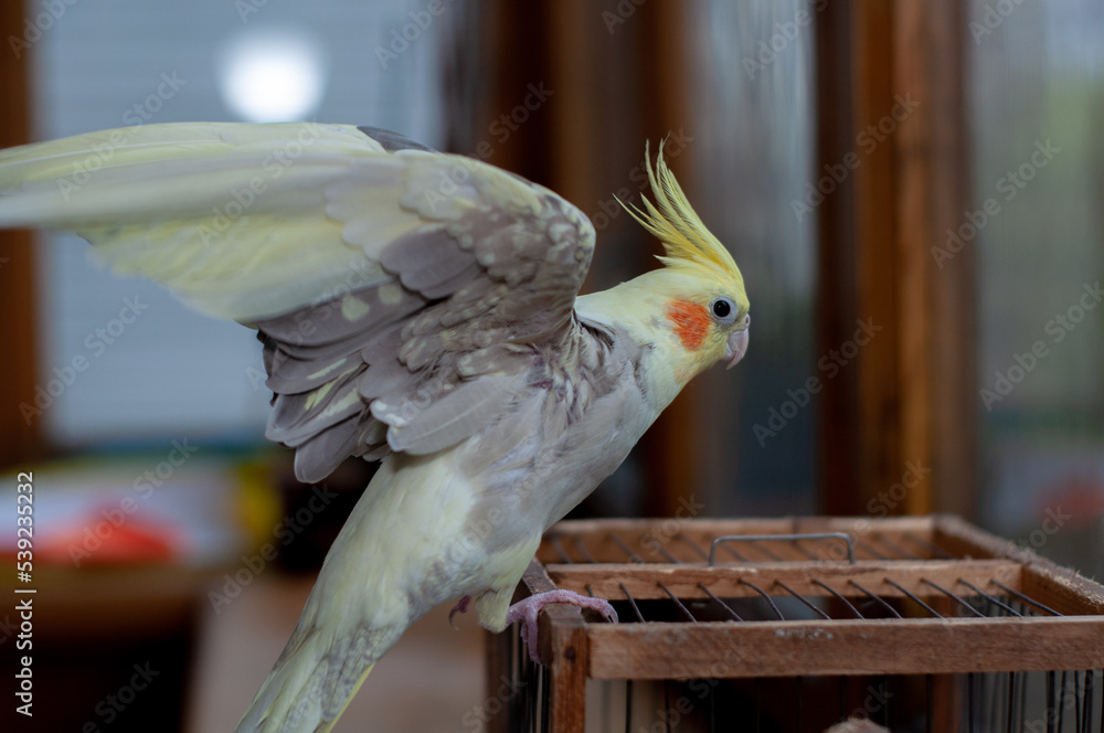 Cute yellow red cheeks cockatiel. Close-up cockatiel corella parrot ...