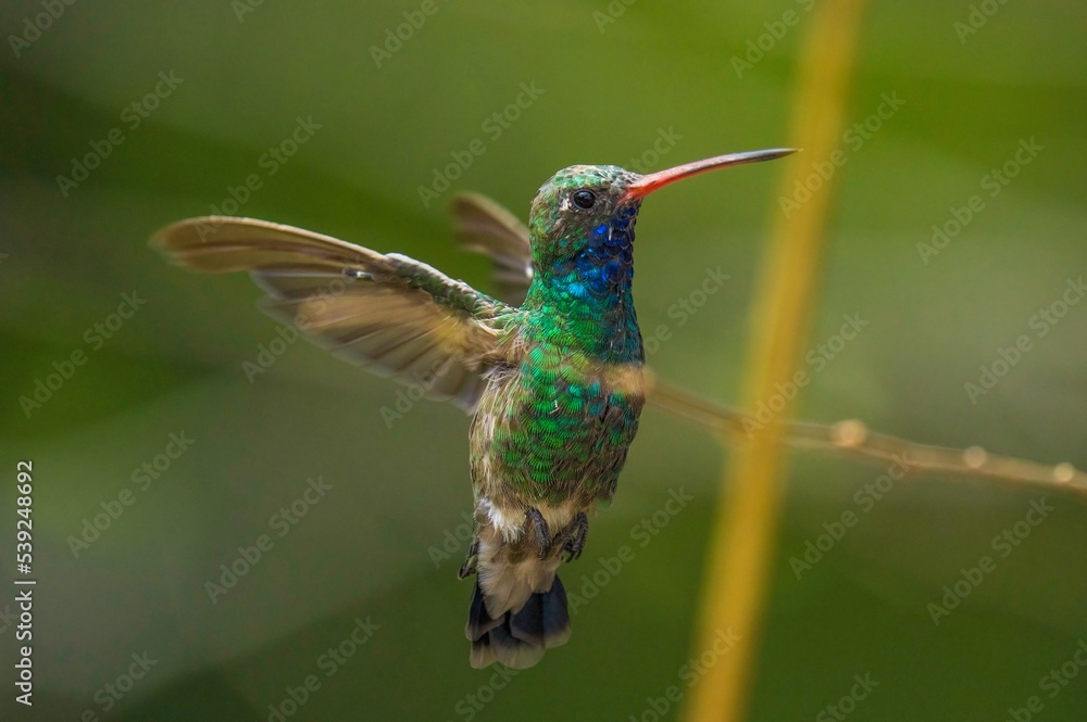 This image shows a side view of a stunning wild hummingbird mid flight ...
