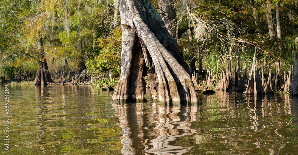 Cypress Tree Swamp Roots