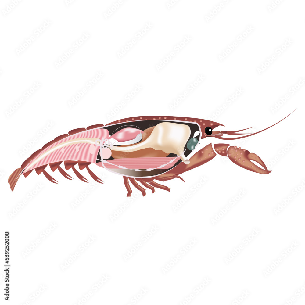 the internal structure of the crab Stock Vector | Adobe Stock