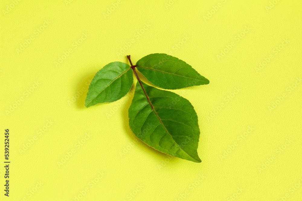 indian hindu religious holy plant bilva patra or bili patra aegle ...