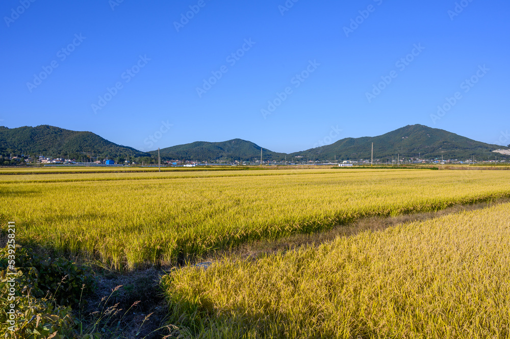 Korean traditional rice farming. Autumn rice field landscape. Korean ...