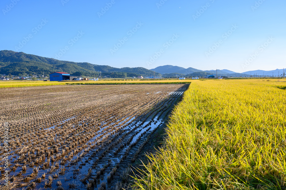 Korean traditional rice farming. Autumn rice field landscape. Korean ...